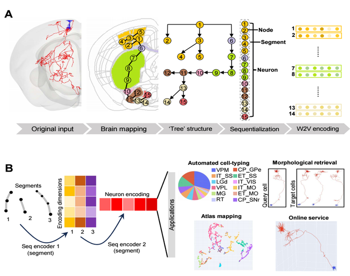 彭汉川团队Patterns：以自然语言处理方式解码神经元形态结构|东南大学|研究生_新浪新闻