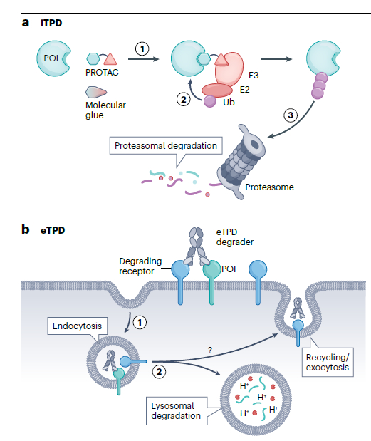 《自然》深度：细胞外靶向蛋白降解如何为新药研发开辟新途径__财经头条
