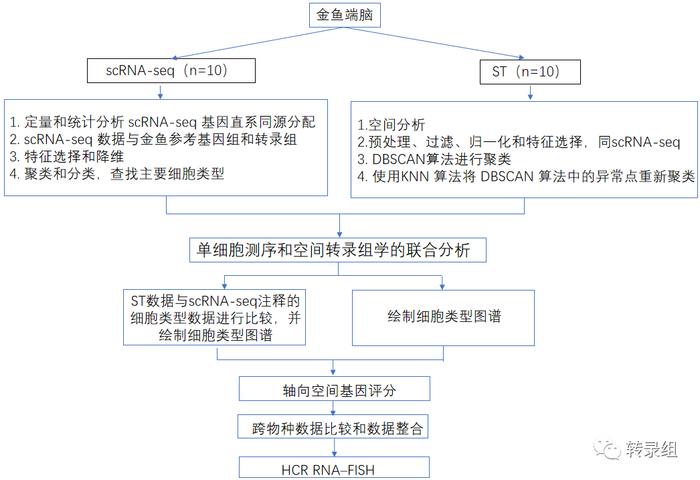 Sci Adv：单细胞RNA测序和空间转录组学绘制金鱼端脑细胞类型图谱|基因|RNA_新浪新闻