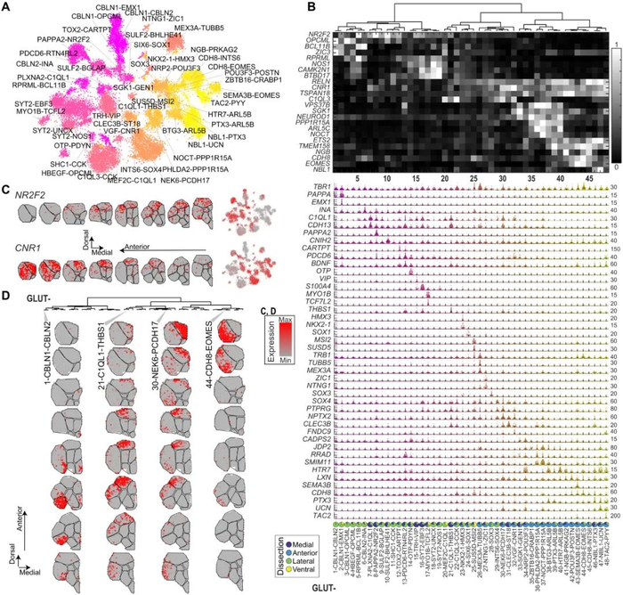 Sci Adv：单细胞RNA测序和空间转录组学绘制金鱼端脑细胞类型图谱__财经头条