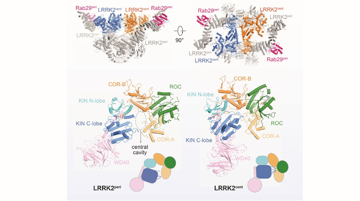 Cell+Science：推动帕金森病治疗靶点全新认知！孙吉课题组聚焦LRRK2，取得连续进展|美国_新浪新闻