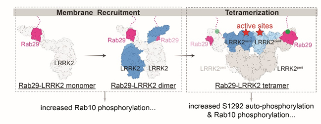 Cell+Science：推动帕金森病治疗靶点全新认知！孙吉课题组聚焦LRRK2，取得连续进展|美国_新浪新闻