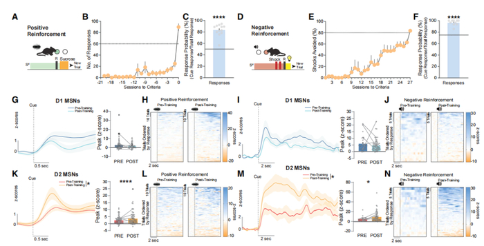 Neuron：伏隔核的D1/D2神经元在学习过程中的精细调控，又有新发现！