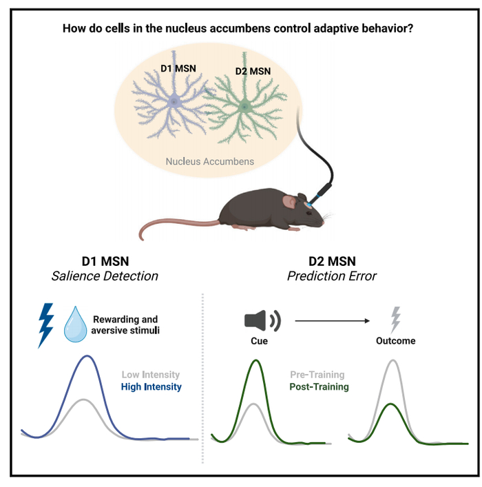 Neuron：伏隔核的D1/D2神经元在学习过程中的精细调控，又有新发现！__财经头条__新浪财经