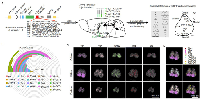 SCLS：鞠大鹏团队报道中枢生物钟SCN调控昼夜节律输出的神经环路图谱__财经头条__新浪财经