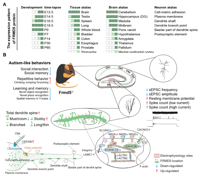 Mol Psychiatr: 北京大学张宏权/王韵报道孤独症的新候选基因——FRMD5__财经头条__新浪财经