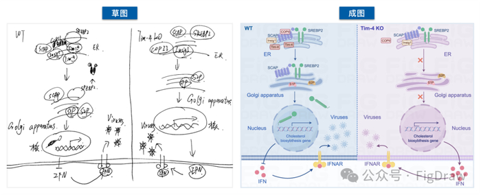 重磅！Figdraw上线“协作绘图”功能，团队共创效率高|绘图|协作|科研_新浪新闻