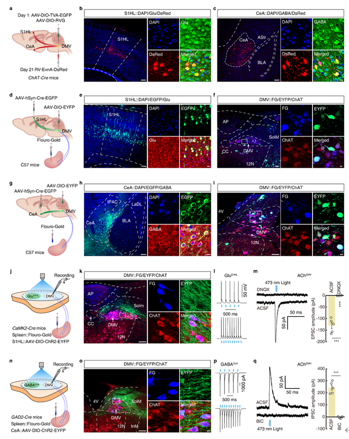 Nat Neurosci：中科大张智团队报道疼痛调控免疫的新神经环路机制，揭示免疫调控解剖特异性|安徽医科大学|生物学与医学|脾脏|细胞|神经 ...