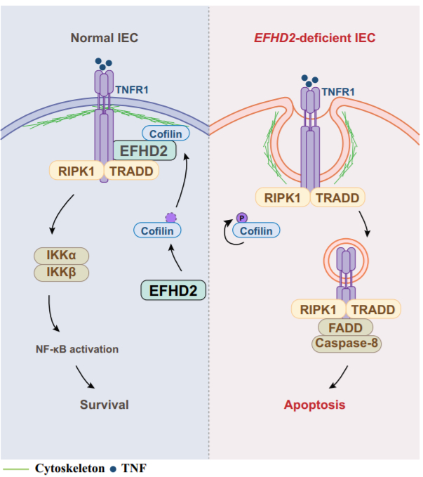 Nat Commun | 对抗溃疡性结肠炎：EFHD2的潜在治疗角色|溃疡性结肠炎|受体|肠道_新浪新闻