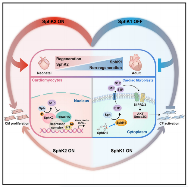 Cell Metabolism | 中山大学曹楠团队发现鞘脂代谢控制哺乳动物心脏再生|哺乳动物|曹楠|中山大学_新浪新闻