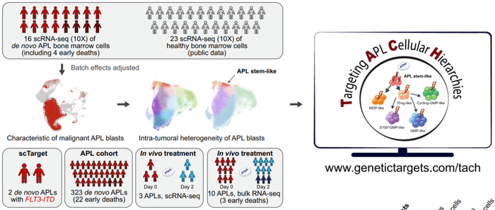 Nat Commun | 上海交通大学陈竺院士团队揭示APL患者细胞组成及其对体内全反式维甲酸反应|院士|陈竺|上海交通大学_新浪新闻