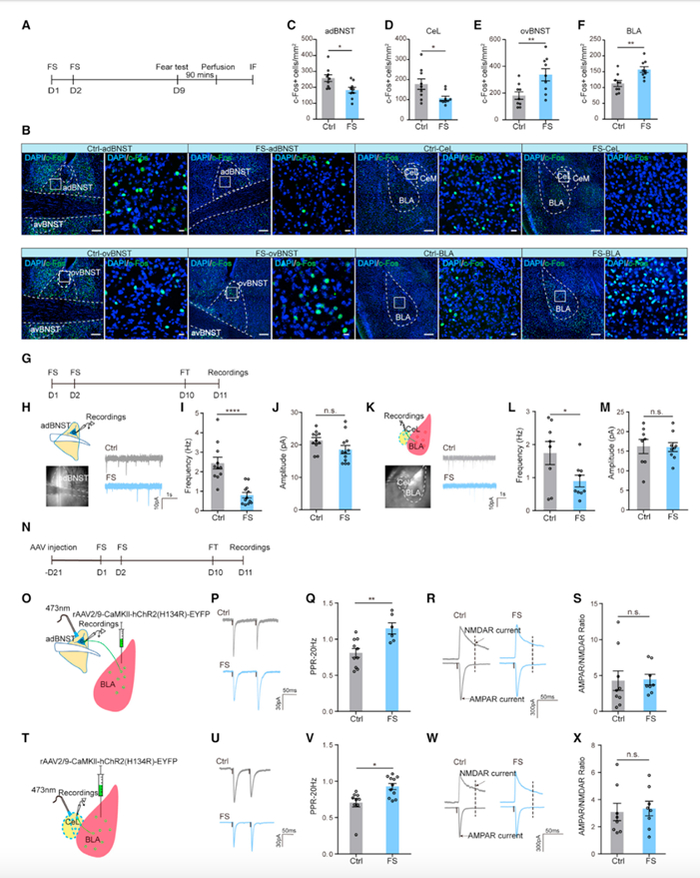 Cell 子刊：王以政院士团队发现深部脑刺激治疗PTSD的关键神经环路机制