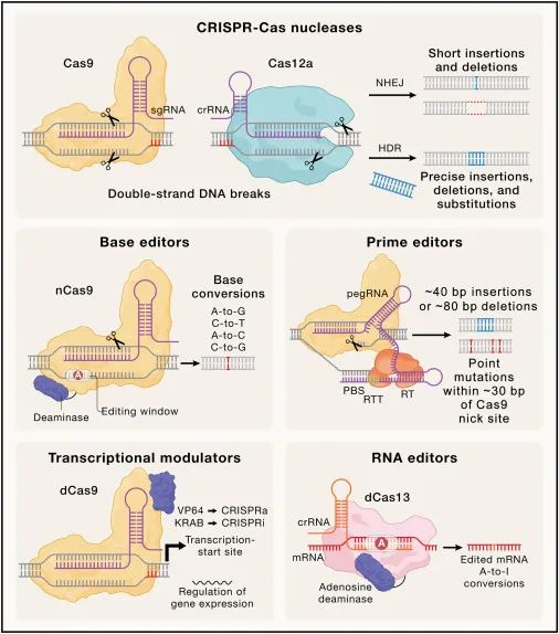 CRISPR技术进化史 | 24年 Cell 综述|基因编辑|DNA_新浪新闻