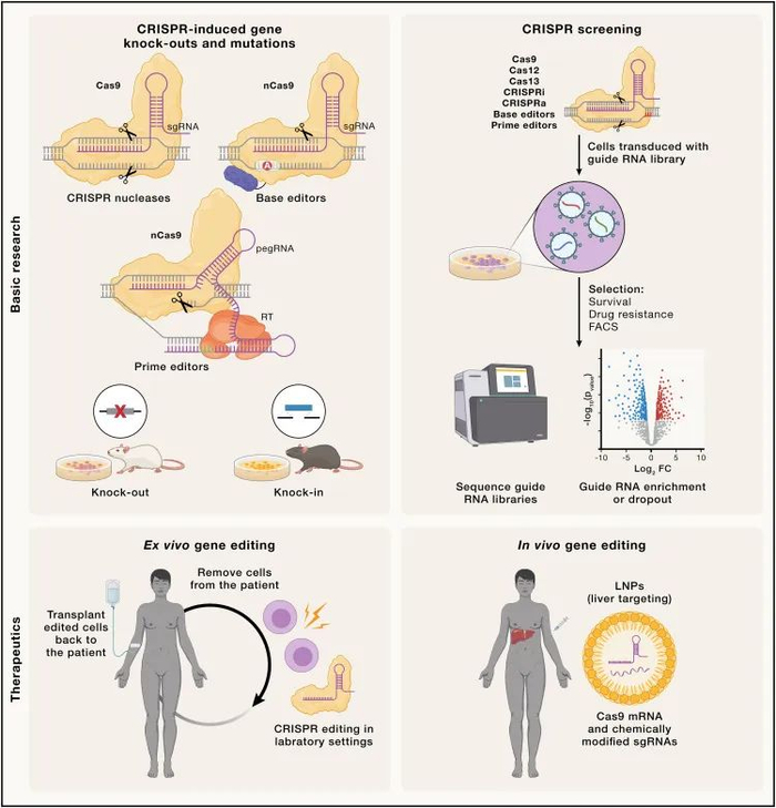 CRISPR技术进化史 | 24年 Cell 综述|基因编辑|DNA_新浪新闻