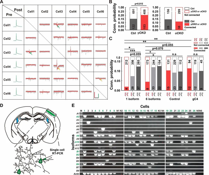 eLife：临港实验室徐华泰团队揭示PCDH家族在神经环路发育过程中的作用__财经头条__新浪财经