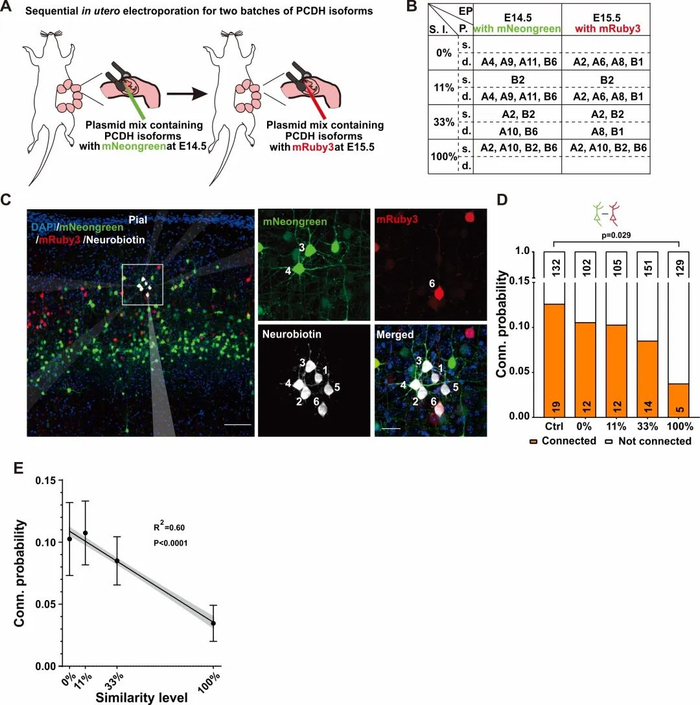 eLife：临港实验室徐华泰团队揭示PCDH家族在神经环路发育过程中的作用__财经头条__新浪财经