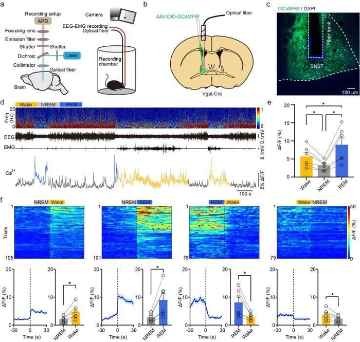 Commun Biol：终纹床核的GABA能神经元参与调控睡眠觉醒和麻醉苏醒|苏醒_新浪新闻