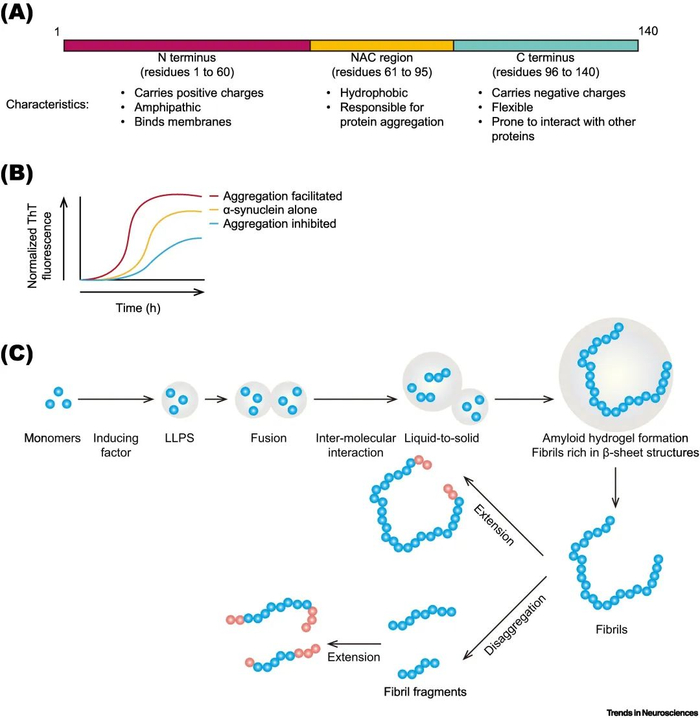 Trends in Neurosci综述：张振涛团队总结蛋白质相互作用调控α-突触核蛋白聚集