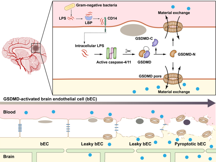 Nature ：邵峰/罗敏敏团队合作揭示GSDMD的激活是炎症性血脑屏障破坏的关键分子机制