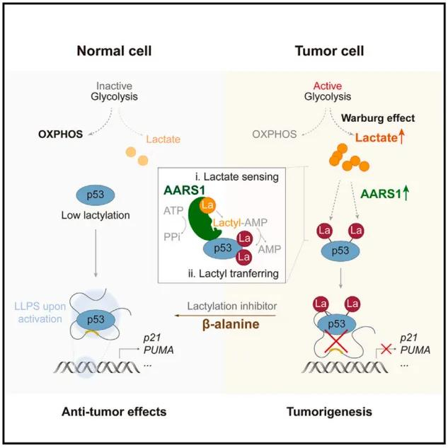 Cell | 苏州大学等团队揭示AARS1与p53的乳酸化：潜在的新的肿瘤治疗靶点|癌症|乳酸|赖氨酸_新浪新闻