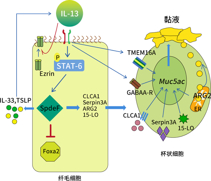 陈亚红教授：沉默的气道黏液栓—IL-13小细胞因子大作用！一文了解慢阻肺病全面评估|黏液|气道|评估_新浪新闻