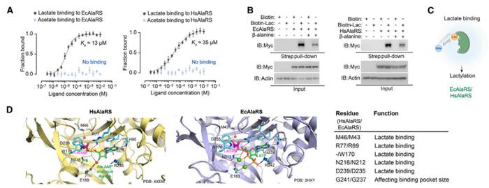 Cell：揭秘肿瘤中的乳酸化修饰！苏州大学周芳芳团队揭示AARS1通过乳酸化p53促进肿瘤发生