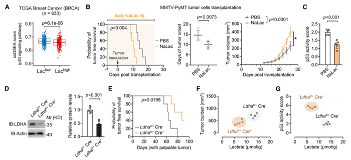 Cell：揭秘肿瘤中的乳酸化修饰！苏州大学周芳芳团队揭示AARS1通过乳酸化p53促进肿瘤发生
