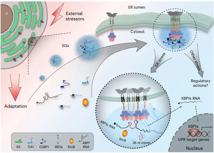 Nat Cell Biol| 武汉大学刘勇团队揭示内质网应激中IRE1α集群形成与细胞应激颗粒组装的耦合机制|集群|内质网|应激_新浪新闻