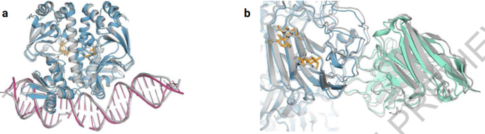 AlphaFold3来了，模拟、预测生命的能力更强了