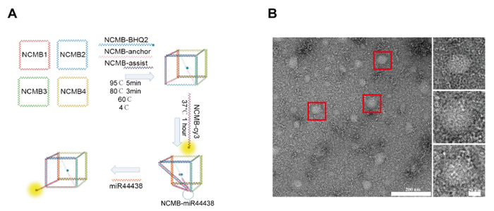 Sci Adv：冯涛开发基于分子信标的α-突触核蛋白病生物标志物的检测__财经头条