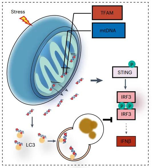 Nat Cell Biol | 广州医科大学冯杜团队发现TFAM是一种自噬受体，通过结合细胞质线粒体DNA来限制炎症|DNA|广州医科大学 ...