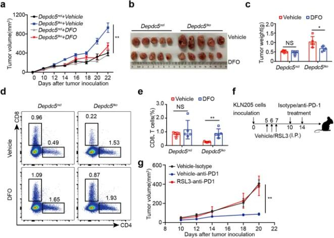 Cell Discov | 上海交通大学苏冰团队揭示铁死亡与肿瘤免疫：DEPDC5在CD8+ T细胞保护中的关键作用|肿瘤|上海交通大学_新浪新闻