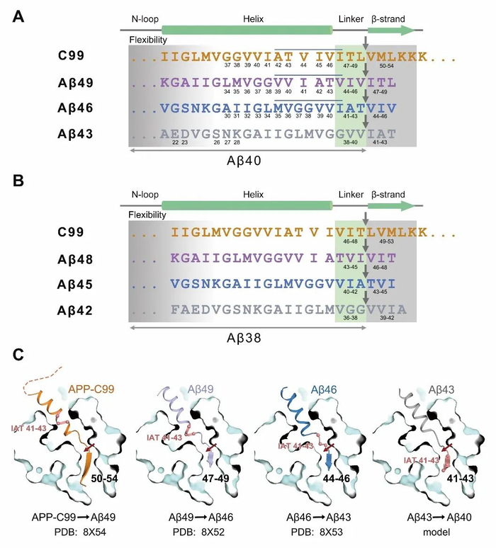 Science丨施一公/周瑞团队揭示γ-分泌酶识别并切割底物的分子机制