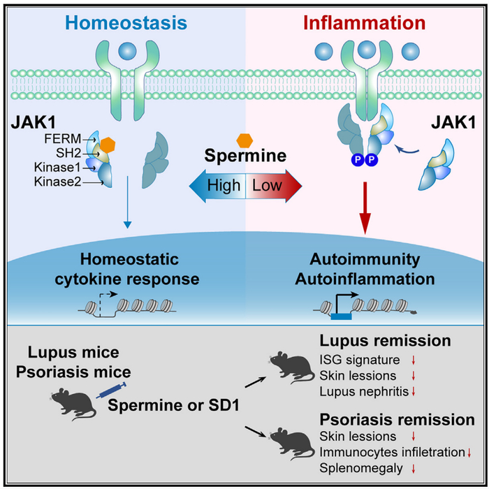 Immunity | 曹雪涛团队揭示精胺通过靶向抑制JAK1途径发挥免疫抑制和抗炎的分子机制