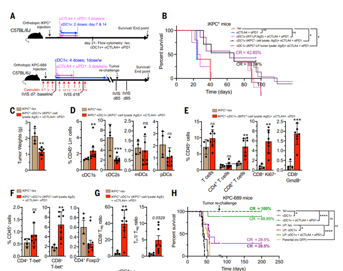 Science突破性研究：树突状细胞疫苗登场治疗胰腺癌|肿瘤