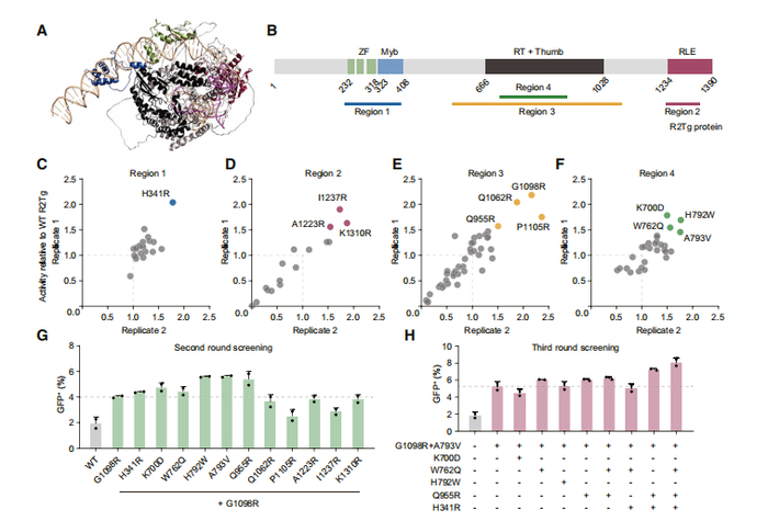 Cell：整合效率超 60%！中国科学院李伟/周琪等破解数十年难题，实现全 RNA 介导的基因精准写入|转基因|基因编辑|生物学与医学|DNA ...