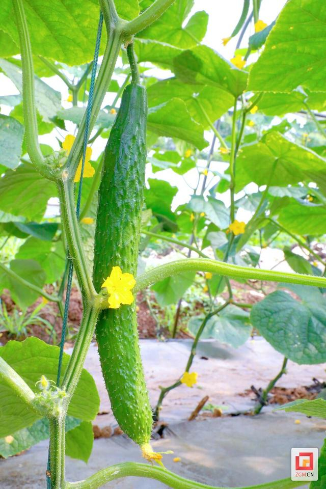 “蔬”写盛夏好“丰”景！贡井这里的黄瓜丰收喽~|李英|村民|贡井区|龙潭镇|农民_新浪新闻