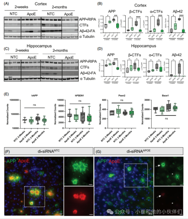 AD：二价siRNA沉默APOE可改善AD的淀粉样蛋白负荷并激活免疫反应途径__财经头条__新浪财经