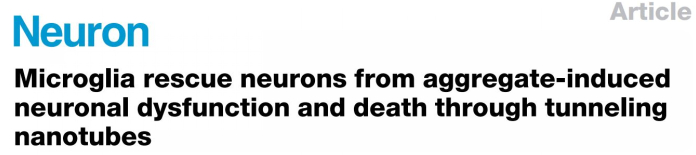 Neuron：小胶质细胞通过“神秘通道”保护神经元健康——清除有害的蛋白质聚集物，输送线粒体