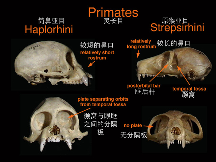 神话里的孙悟空，究竟是哪种猴？