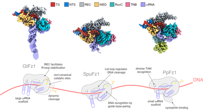 Cell丨张锋团队揭示真核基因编辑器Fanzor的结构多样性和DNA切割机制|DNA|RNA|张锋_新浪新闻