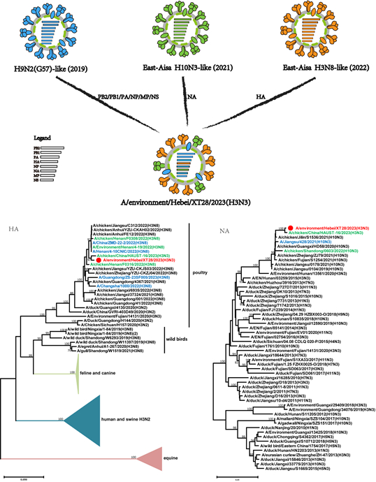 于飞/李锋/姜世勃合作团队：在河北省禽流感病毒监测中发现一株新型H3N3禽流感病毒
