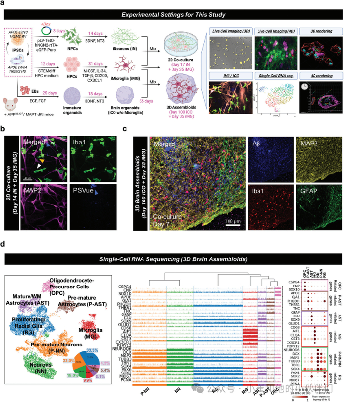 Adv Sci：小胶质细胞通过TREM2被外部磷脂酰丝氨酸包围的Aβ吸引|活细胞_新浪新闻