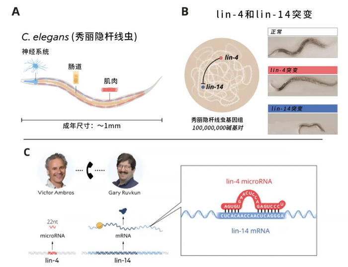 你能长成个人，离不开他们发现的这个分子|基因|RNA|安布罗斯_新浪新闻
