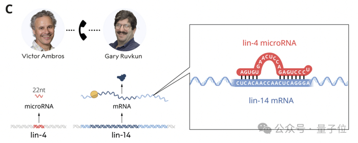 哈佛混不下去的学者，32年后拿下诺奖：发现miRNA|基因|安布罗斯|哈佛_新浪新闻