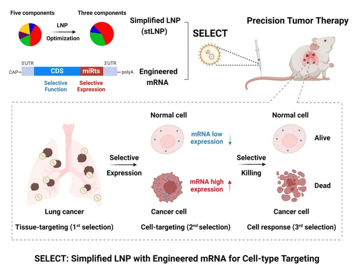 程强/魏妥团队开发简化LNP系统，实现器官和细胞双重特异性靶向递送mRNA，用于精准肿瘤治疗|肿瘤_新浪新闻
