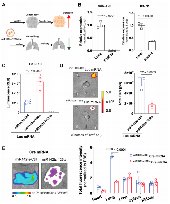 程强/魏妥团队开发简化LNP系统，实现器官和细胞双重特异性靶向递送mRNA，用于精准肿瘤治疗|肿瘤_新浪新闻