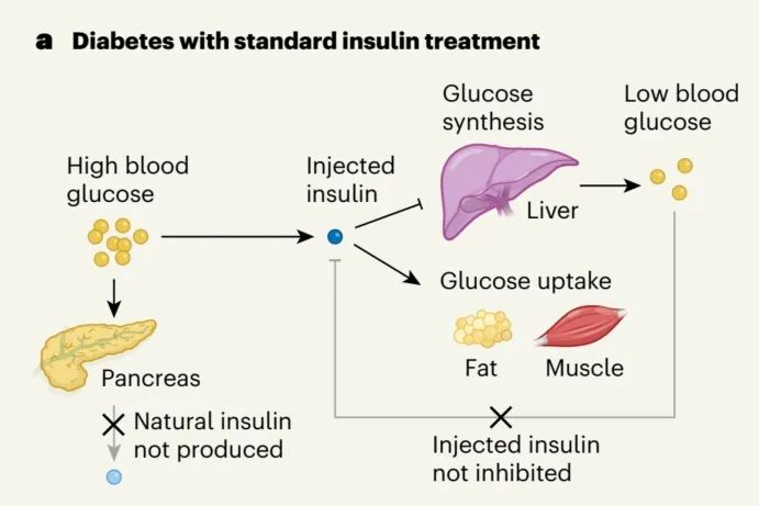 《自然》重磅：“聪明”胰岛素来了！科学家开发可根据血糖水平改变活性的胰岛素，有效避免降糖治疗导致的低血糖|胰岛素|葡萄糖|降糖_新浪新闻