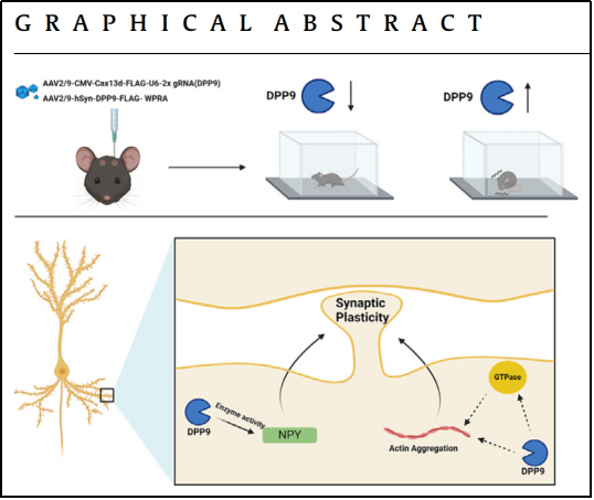 J Adv Res：学习记忆调控新机制—海马DPP9调控突触可塑性相关的记忆过程|突触_新浪新闻