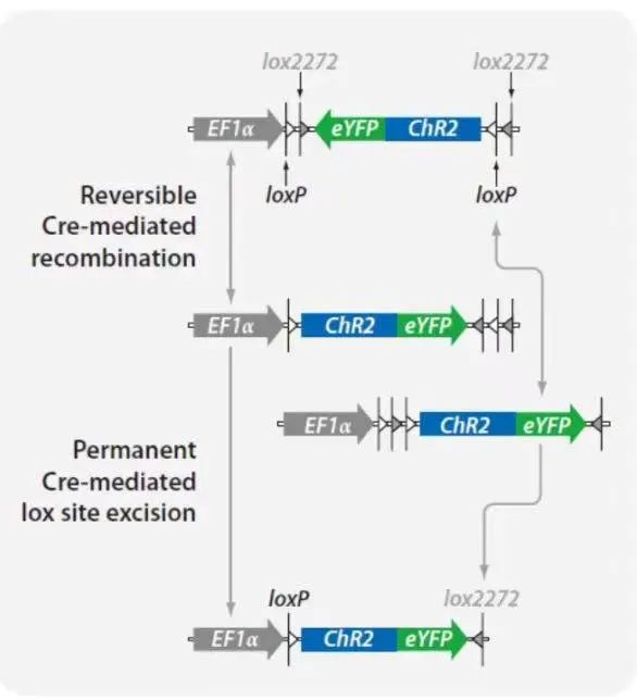 关于重组酶的一切，你想知道的都在这了丨Cre-loxP系统__财经头条__新浪财经